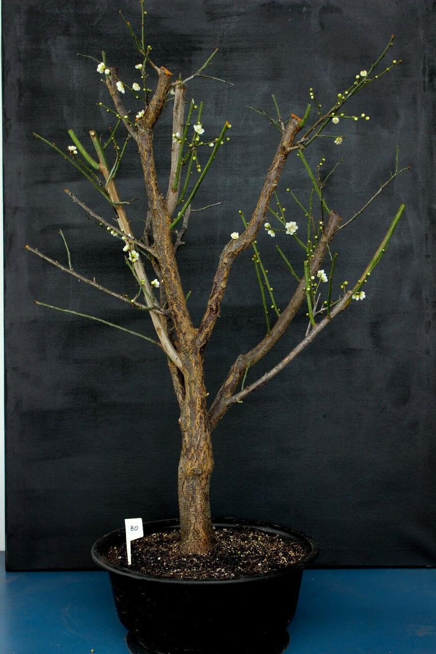 Japanese Flowering Apricot Specimen Bonsai Tree (#80) Shirokaga with ...