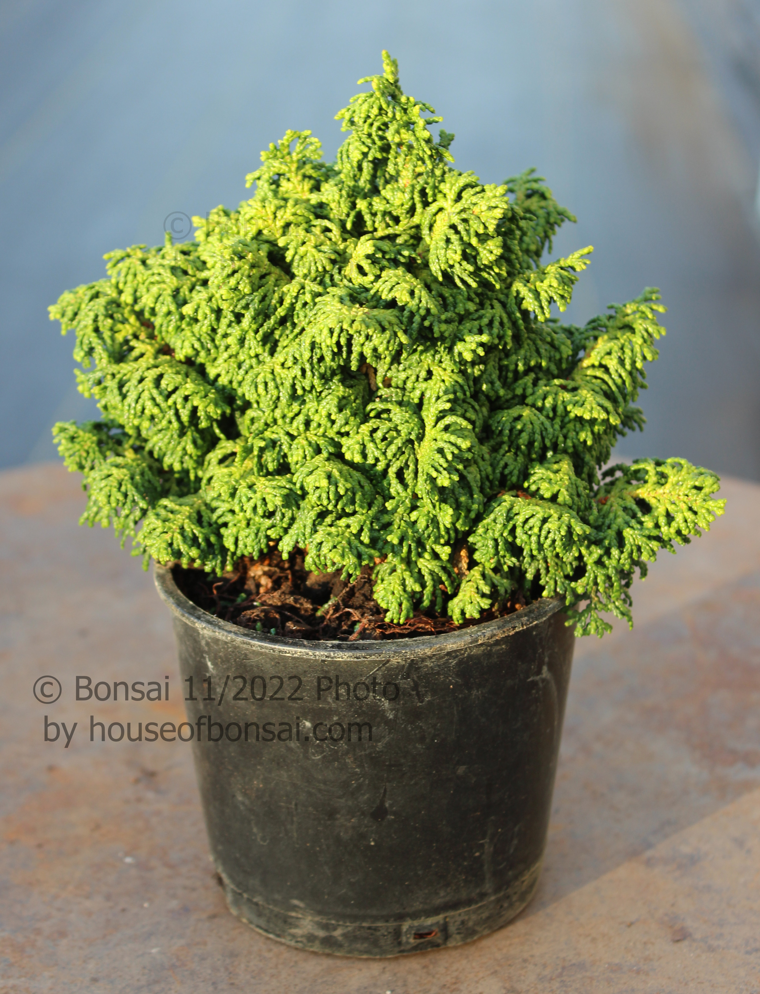 Gemstone Hinoki Cypress Pre-Bonsai Tree - 4 Inch