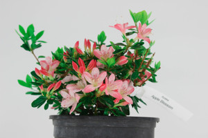 Japanese Satsuki Azalea 'Kinpai' 1 gallon Bonsai Tree
