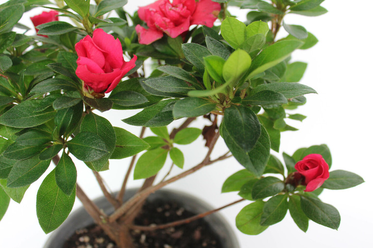Japanese Satsuki Azalea 'Mission Red' 6 Inch Pre-Bonsai Tree
