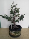 Chinese quince specimen flowering, fruiting bonsai tree #1