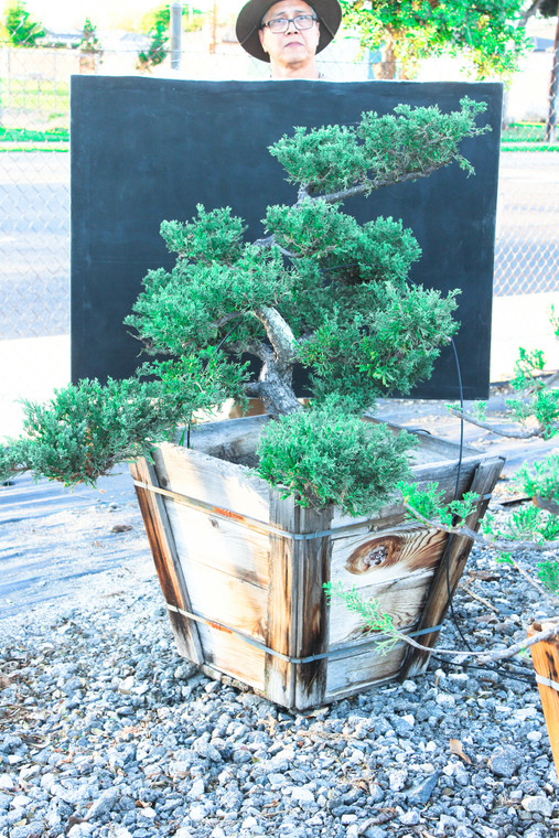 Prostrata Juniper Garden Bonsai Tree - 24 Inch Box / 25 Gallon Pot
