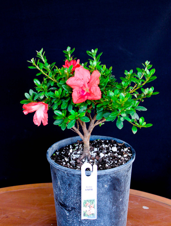 Japanese Satsuki Azalea 'Kinpai' 1 gallon Bonsai Tree