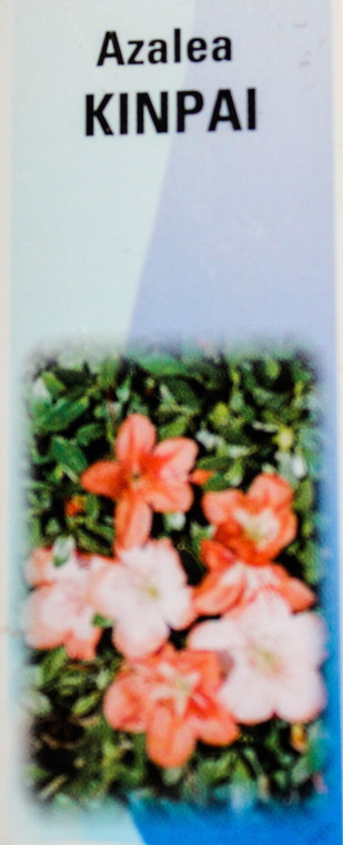 Japanese Satsuki Azalea 'Kinpai' 1 gallon Bonsai Tree