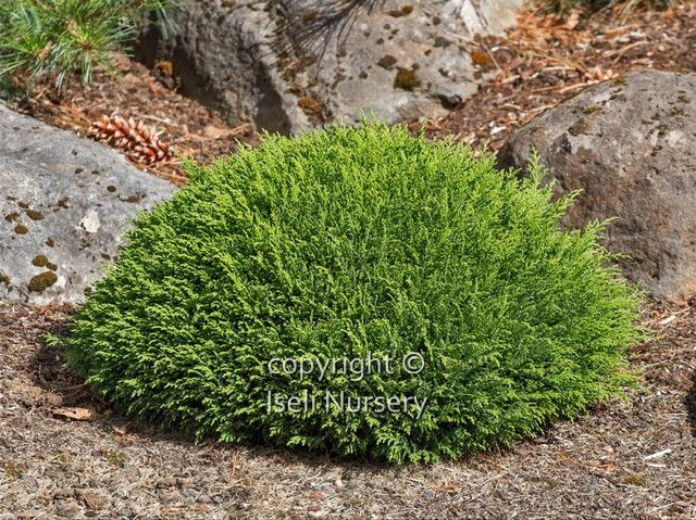 Tsukumo Sawara Cypress (Chamaecyparis pisifera 'Tsukumo') Pre-Bonsai ...