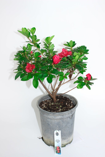 Japanese Satsuki Azalea 'Mission Red' 6 Inch Pre-Bonsai Tree