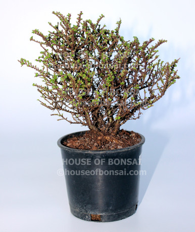 Cork Bark Hokkaido Dwarf Chinese Elm (Ulmus parvifolia 'Hokkaido') Pre ...
