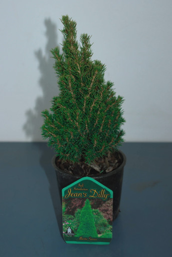 Jean’s Dilly Dwarf Alberta Spruce Pre-Bonsai Tree - 4 Inch