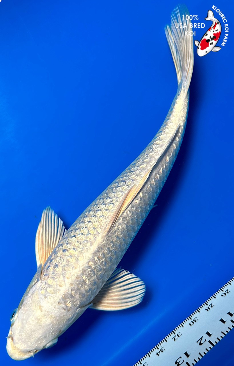 Platinum Ogon Koi Fish for Sale | Platinum Butterfly Koi | Kloubec Koi Farm