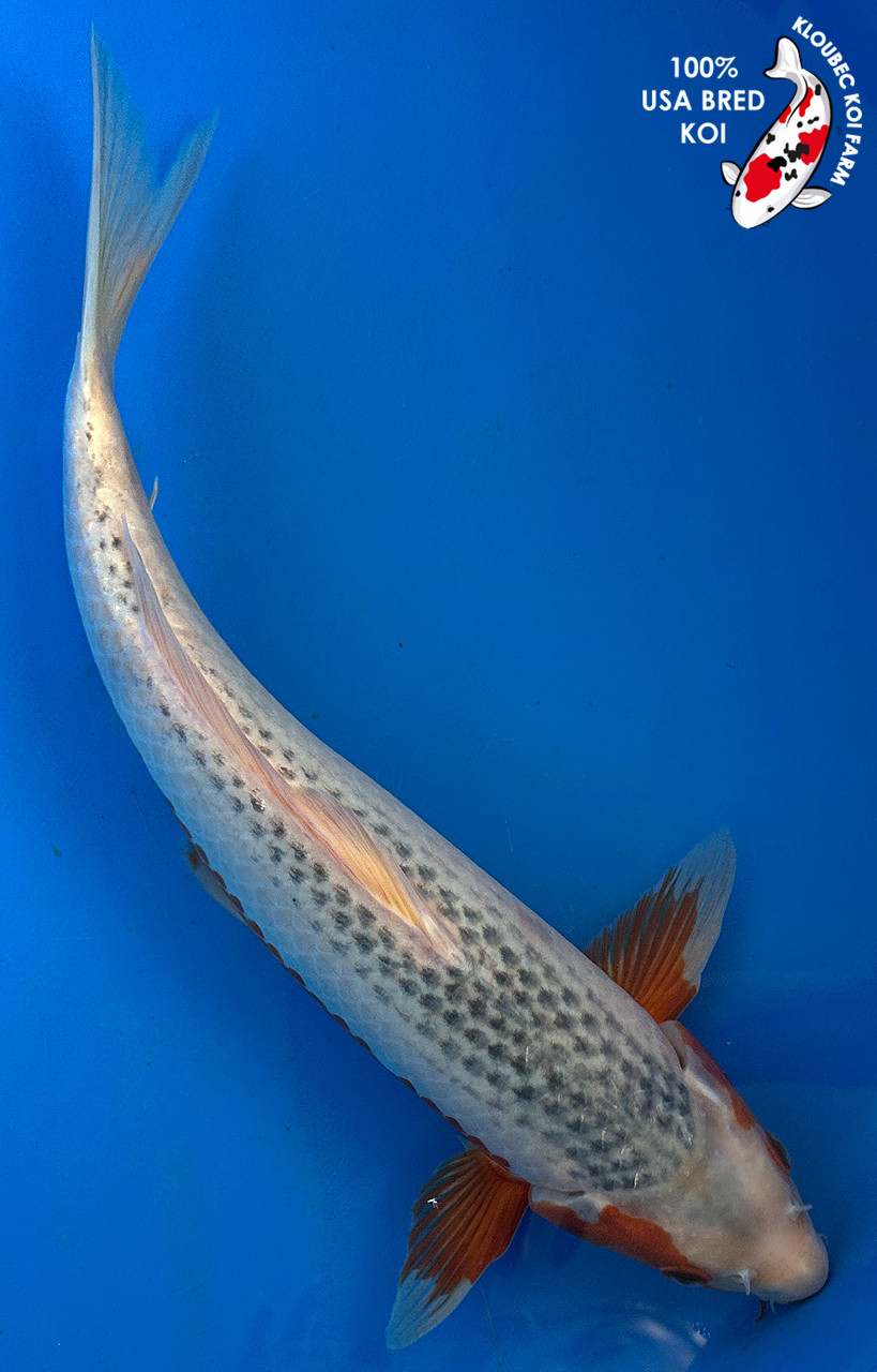 Asagi Koi Fish | Premium Blue Koi Carp for Sale | Kloubec Koi Farm