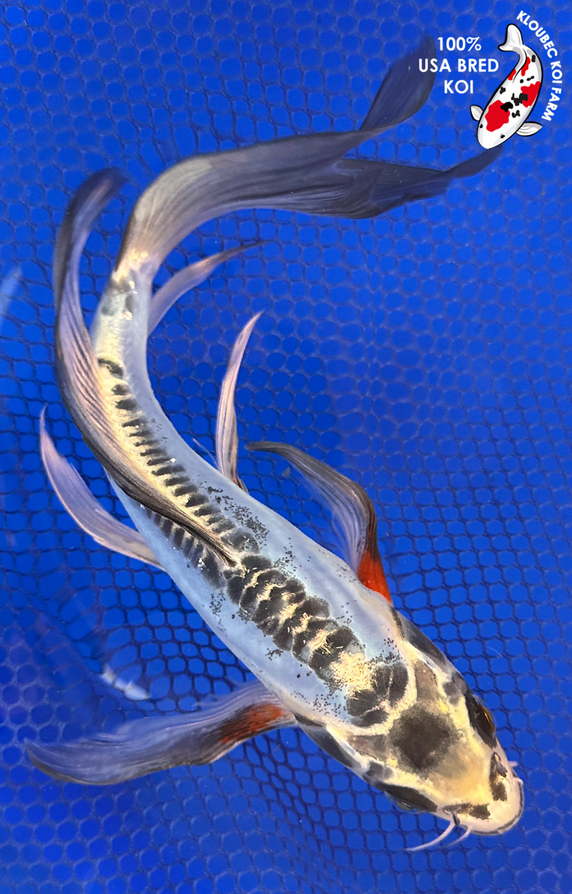 Blue Koi Fish For Sale | Shusui & Asagi Koi Carp Varieties | Kloubec ...