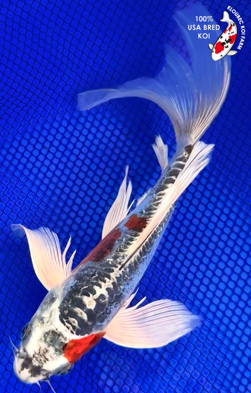 Butterfly Koi Fish for Sale | Longfin Butterfly Koi Varieties | Kloubec ...