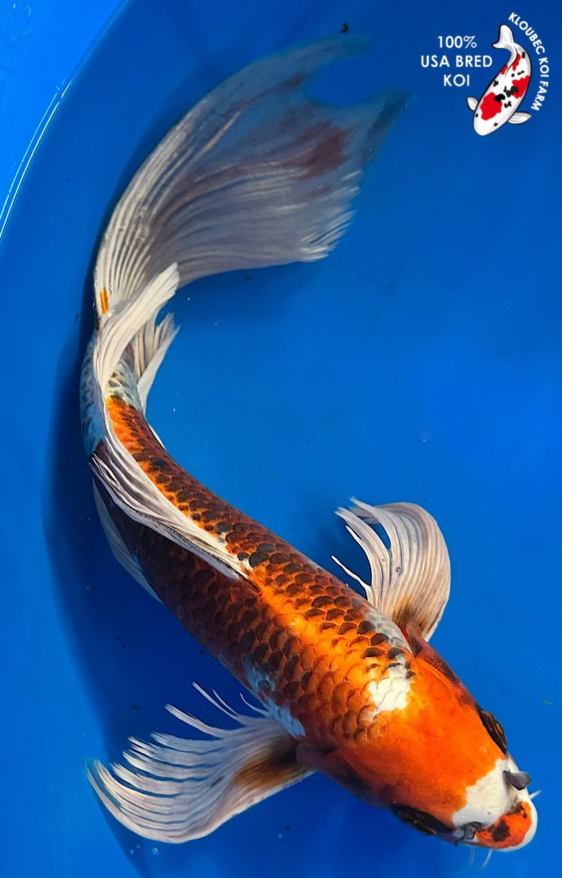 Koi Fish for Sale | Premium Koi Carp Varieties | Kloubec Koi Farm