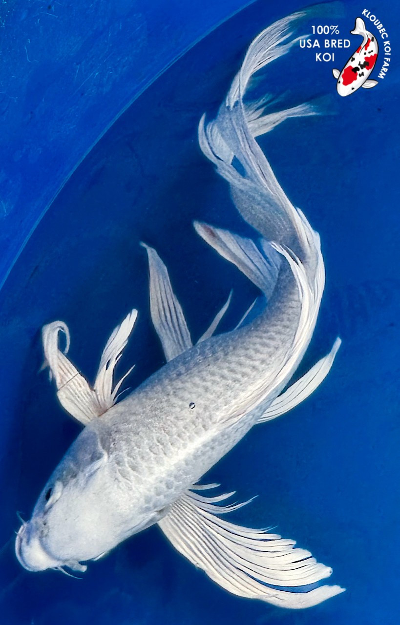 Butterfly Koi Fish for Sale | Longfin Butterfly Koi Varieties | Kloubec ...