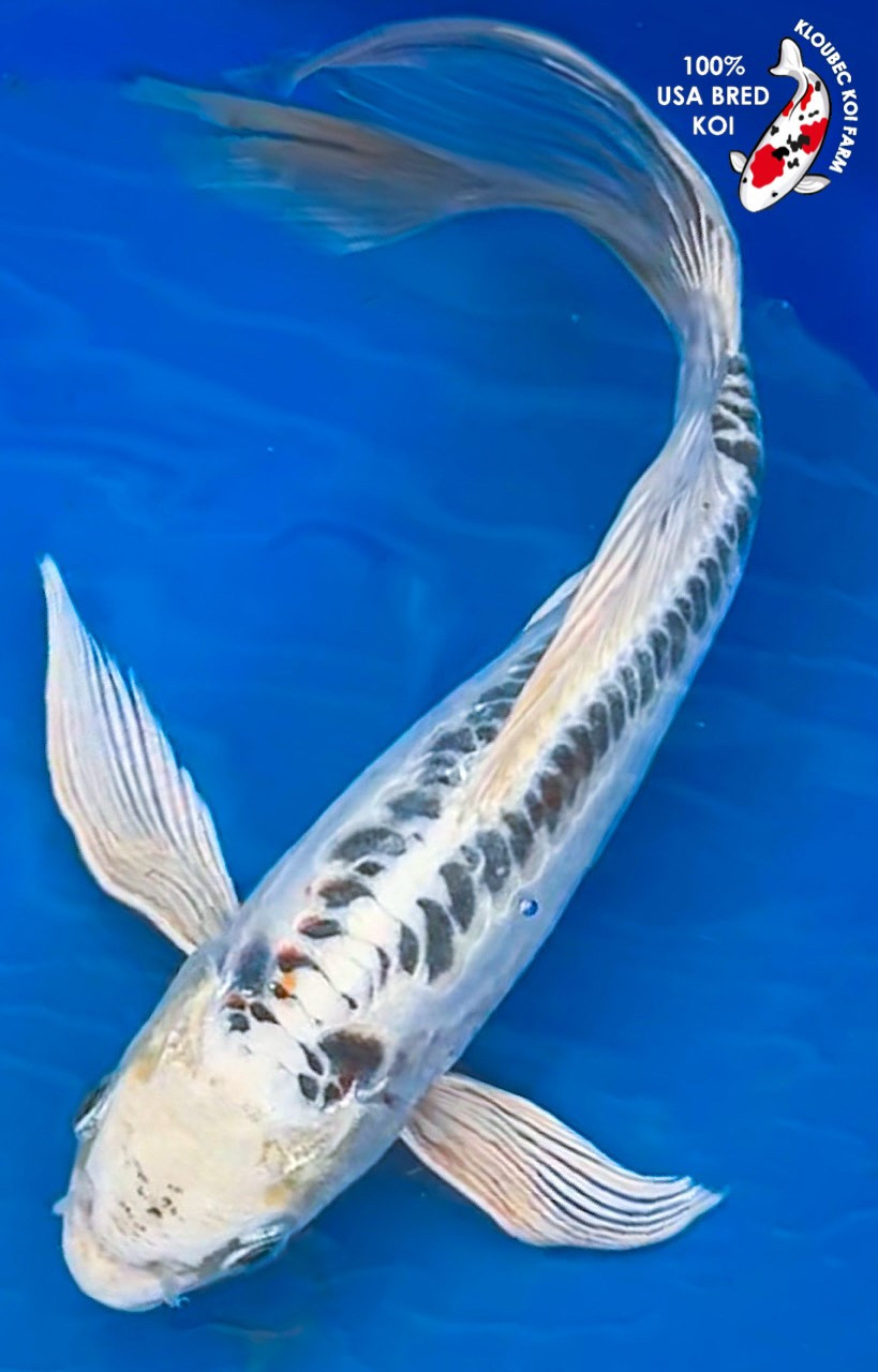 Butterfly Koi Fish for Sale | Longfin Butterfly Koi Varieties | Kloubec ...