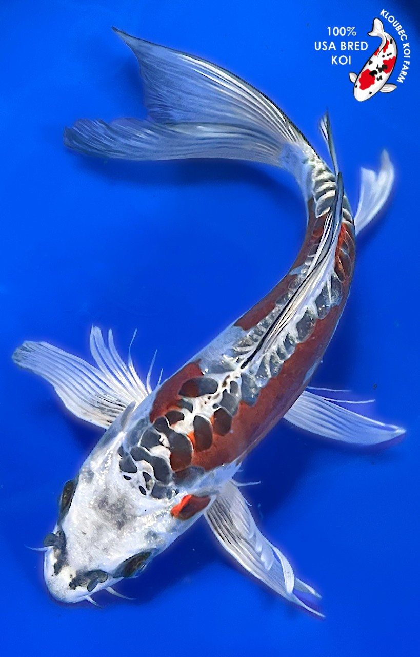 Butterfly Koi Fish for Sale | Longfin Butterfly Koi Varieties | Kloubec ...
