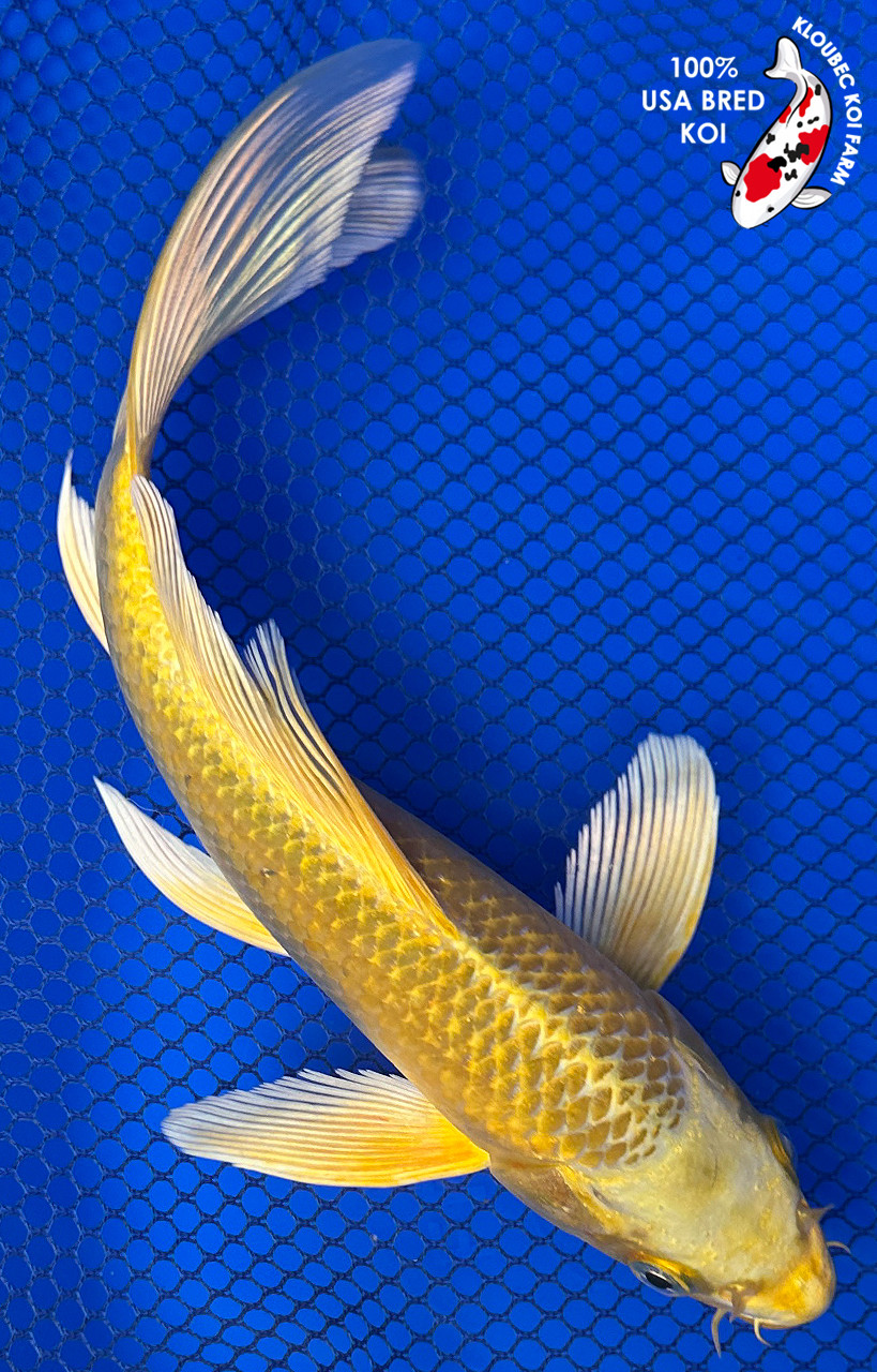 Butterfly Koi Fish for Sale | Longfin Butterfly Koi Varieties | Kloubec ...