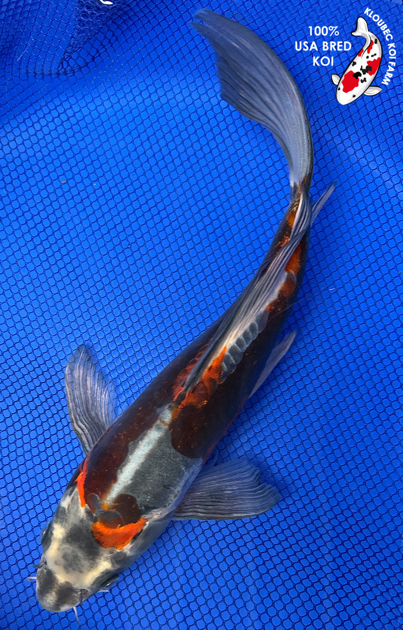 Butterfly Koi Fish for Sale | Longfin Butterfly Koi Varieties | Kloubec ...