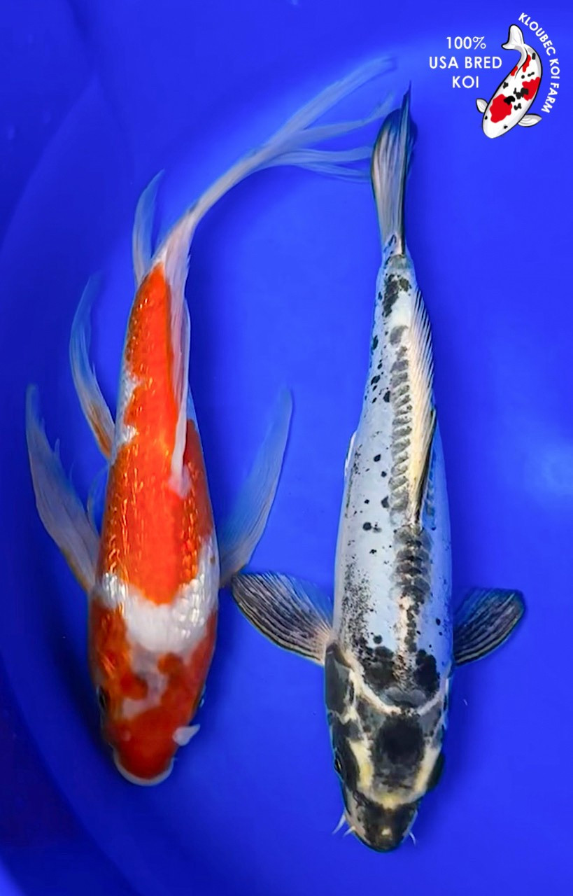 Koi Fish For Sale - Kloubec Koi Farm