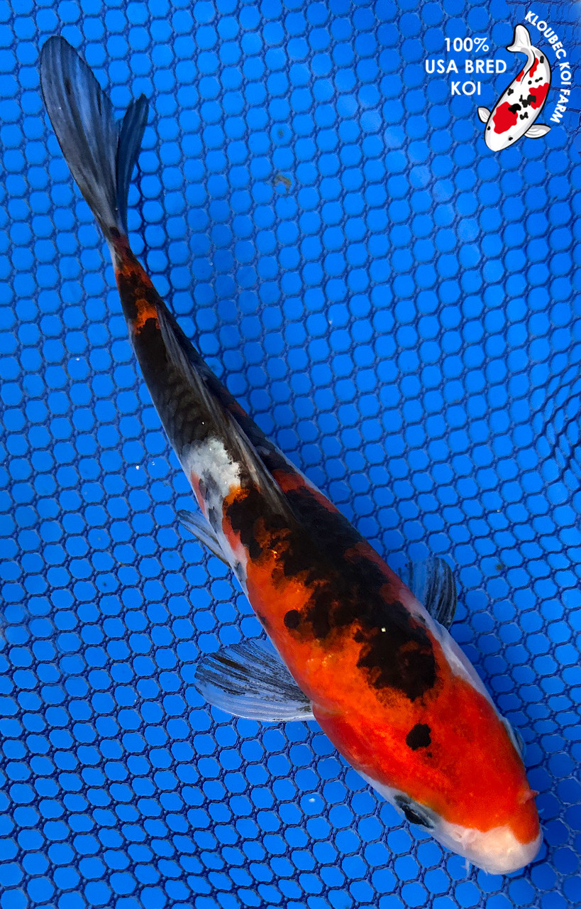 Sanke Koi Fish for Sale | Taisho & Doitsu Sanke Koi | Kloubec Koi Farm