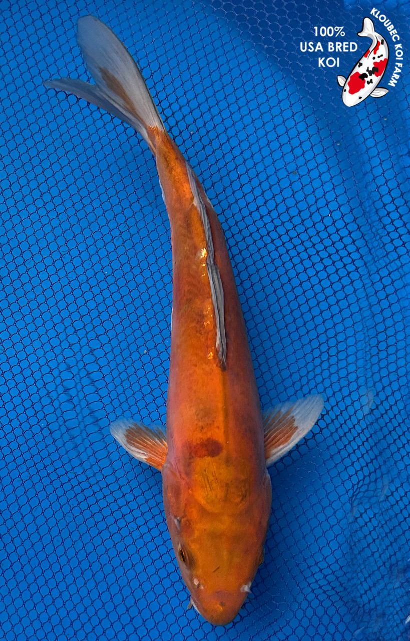 Koi Fish for Sale | Buy Japanese Koi Varieties Online | Kloubec Koi Farm
