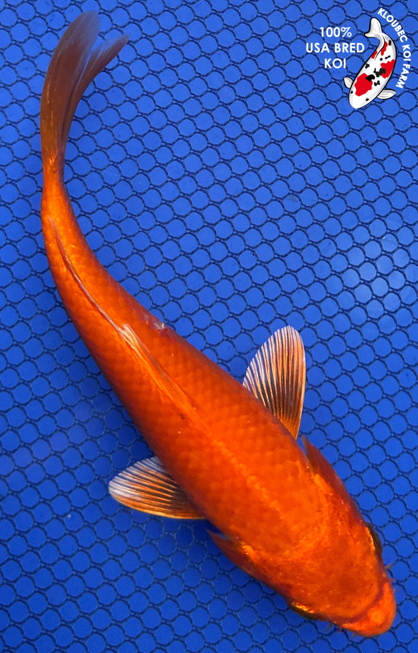 Ogon Koi Fish | Single-Colored Metallic Carp | Kloubec Koi Farm