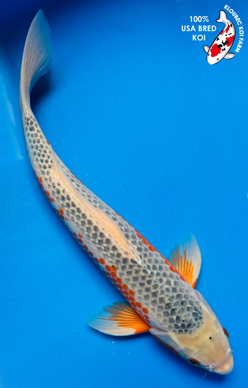 Asagi Koi Fish | Traditional Blue Koi Carp | Kloubec Koi Farm