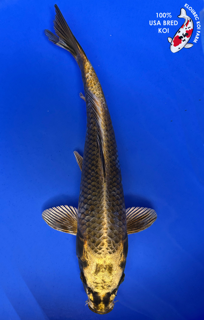 Ogon Koi Fish | Single-Colored Metallic Carp | Kloubec Koi Farm