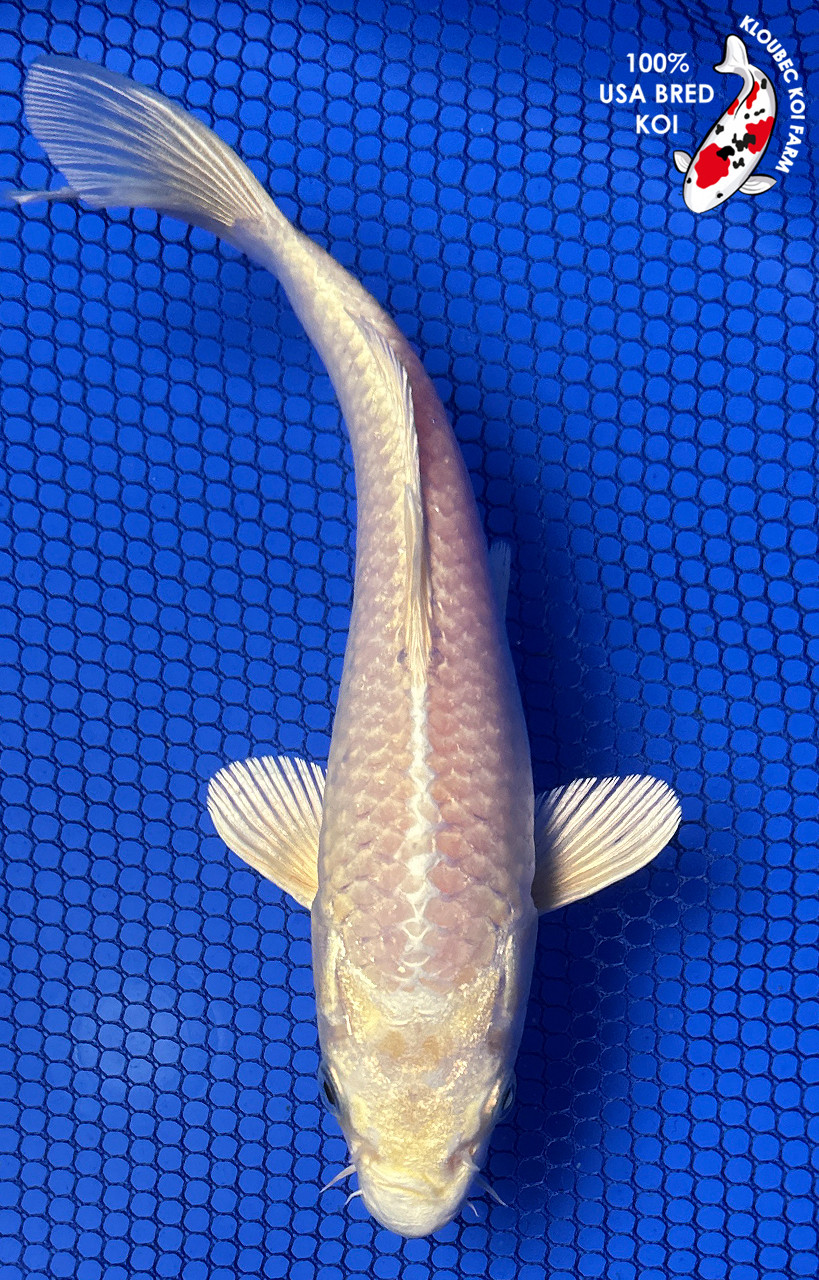 Platinum Ogon Koi Fish | Standard and Longfin Butterfly Koi | Kloubec ...