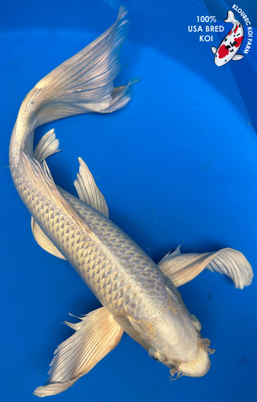 Ogon Koi Fish | Single-Colored Metallic Carp | Kloubec Koi Farm