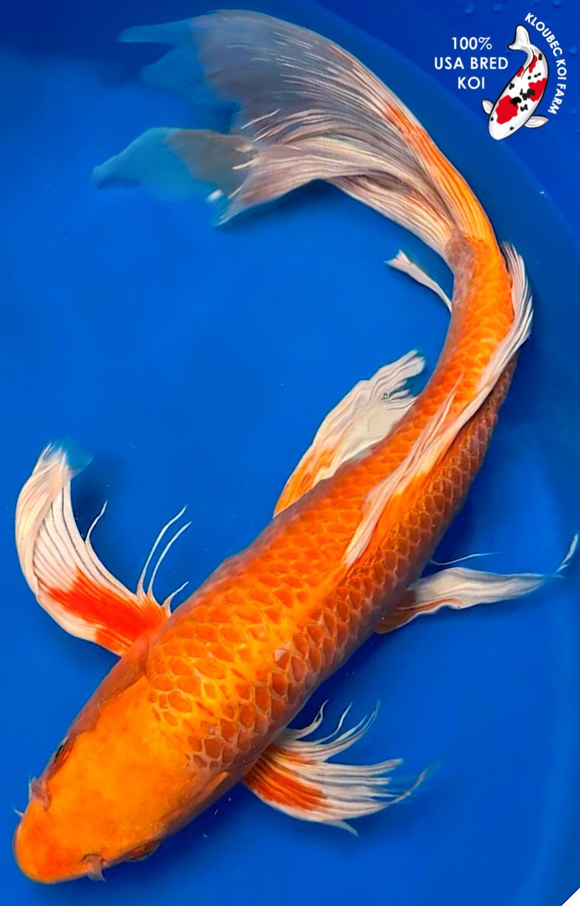 Ogon Koi Fish | Single-Colored Metallic Carp | Kloubec Koi Farm
