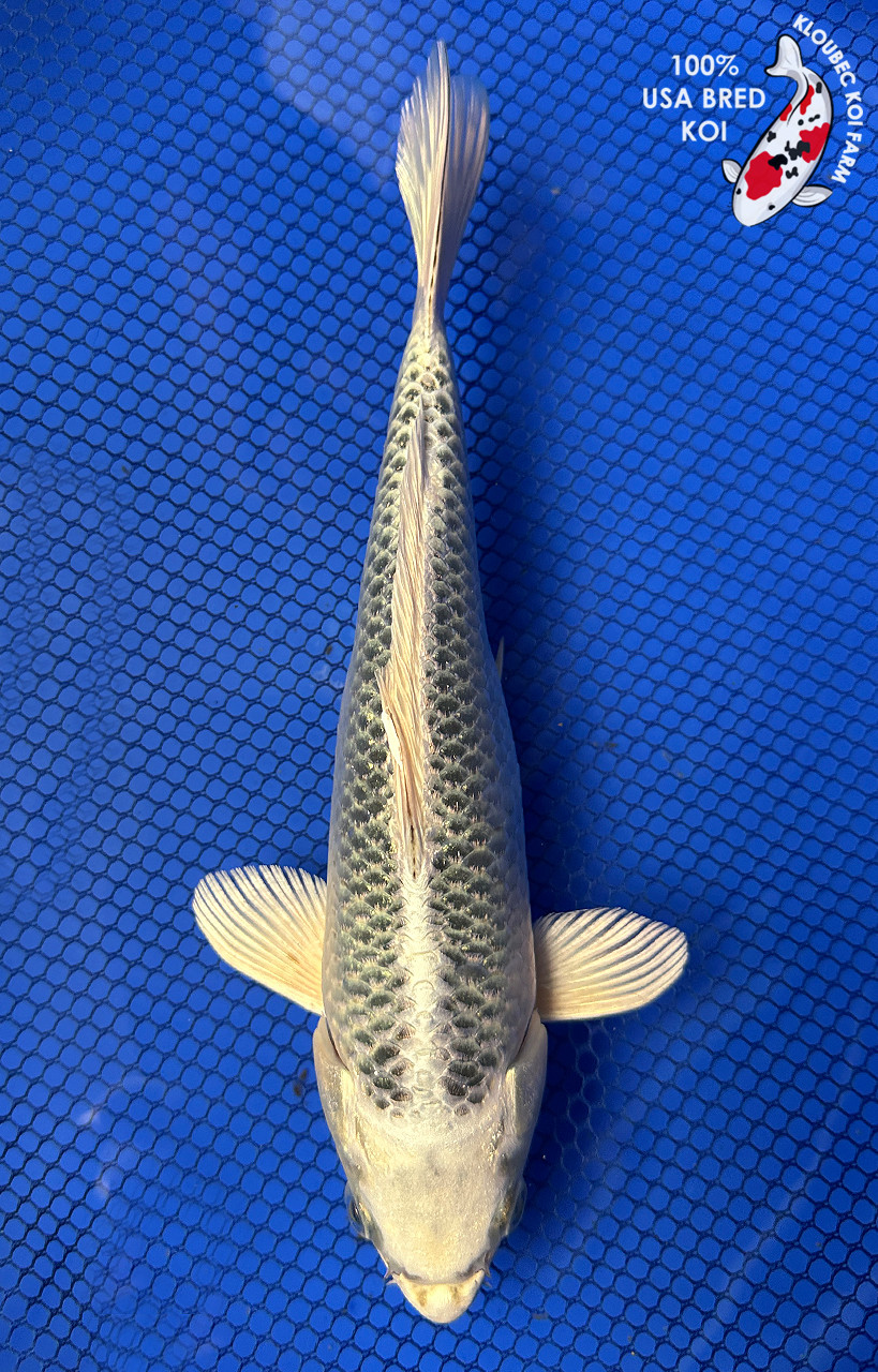 White Koi Fish | Ogon Butterfly Koi, Doitsu Koi & More | Kloubec Koi Farm