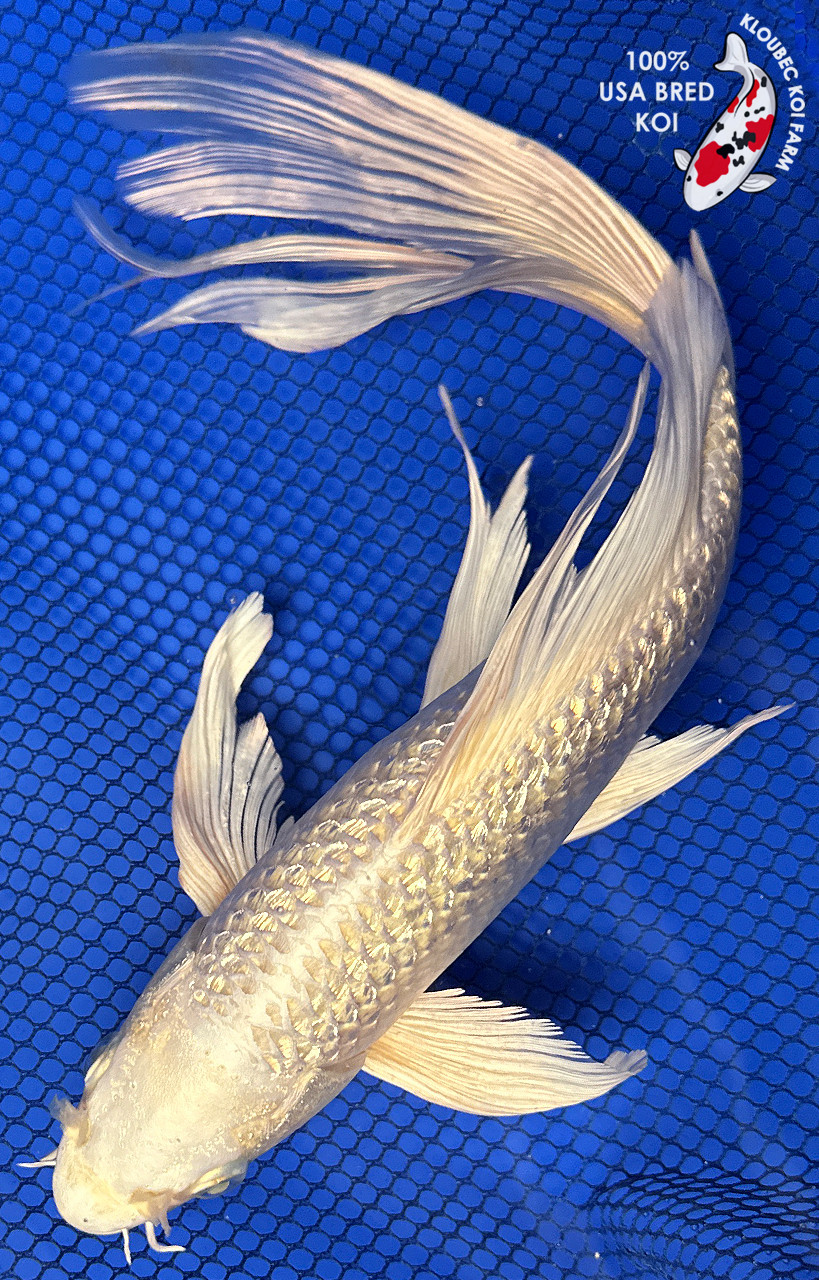 Ogon Koi Fish | Single-Colored Metallic Carp | Kloubec Koi Farm