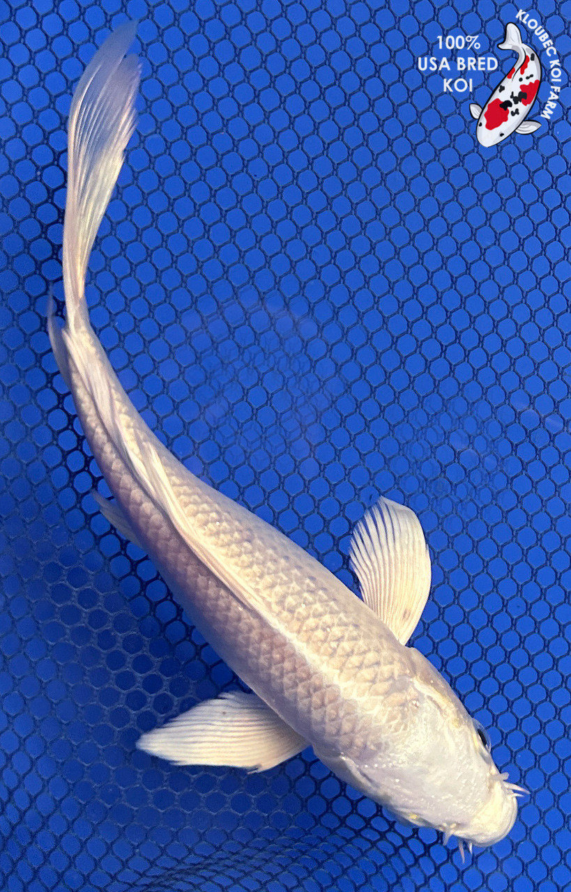 Platinum Ogon Koi Fish | Standard and Longfin Butterfly Koi | Kloubec ...