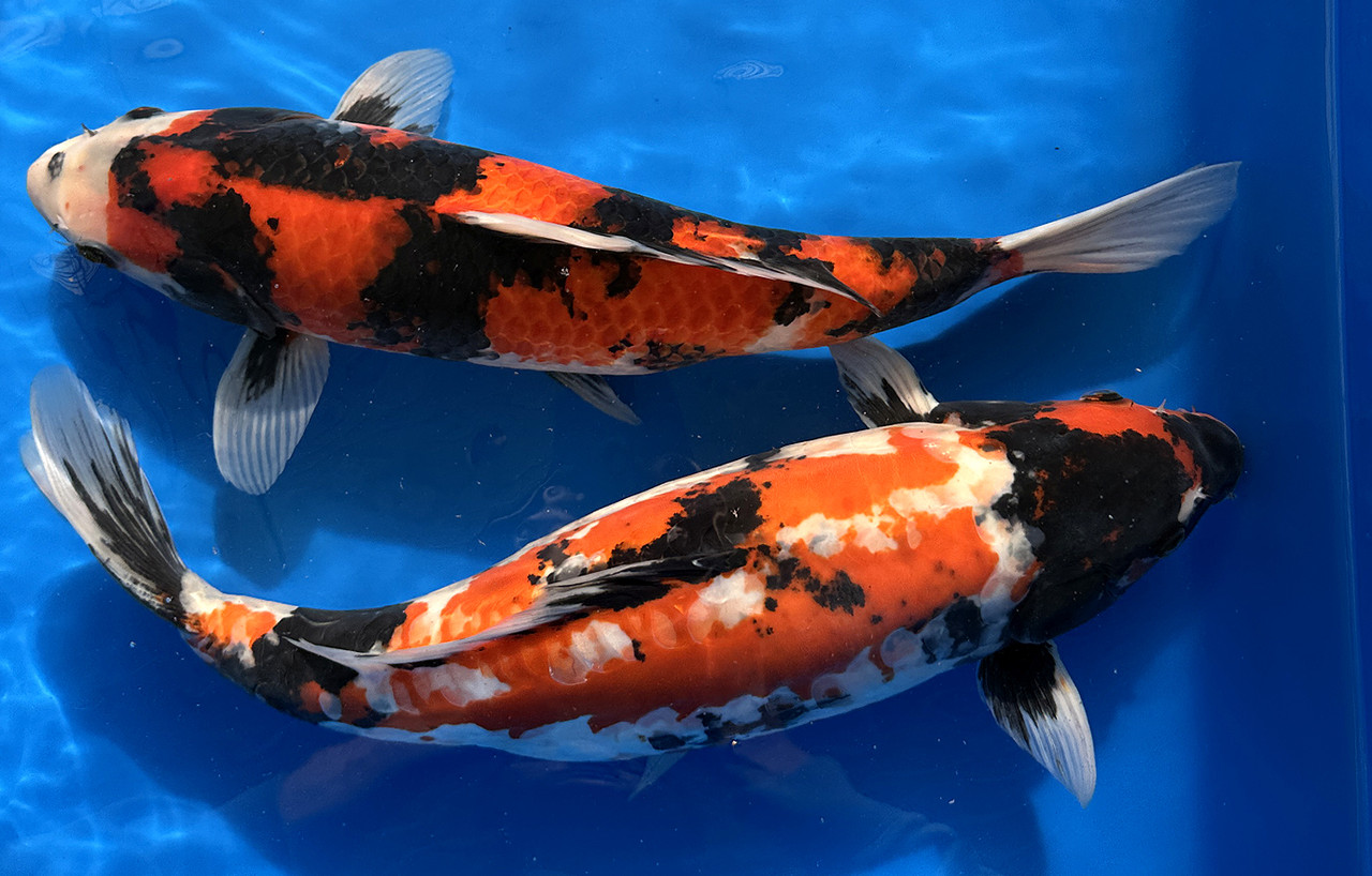 How to Get the Best Deal on Koi Fish (Butterfly & Standard Fin ...