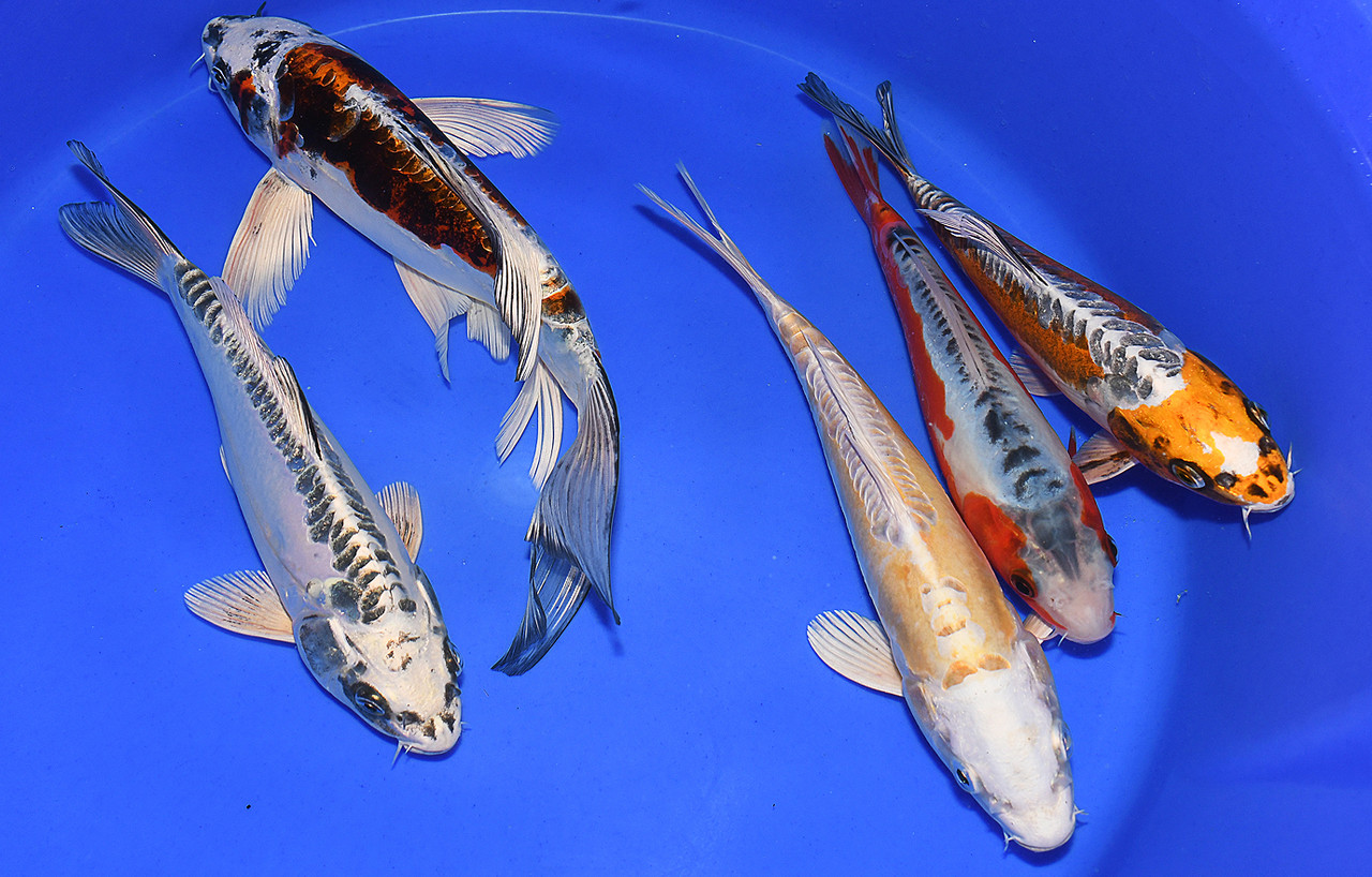 Surprising Fun Facts About Koi Fish - Kloubec Koi Farm Store