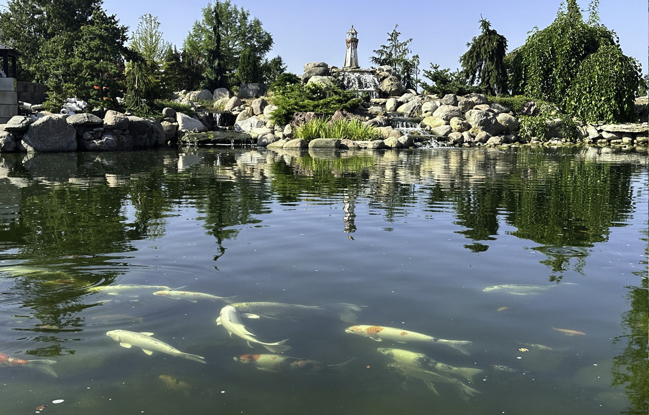 Maintaining a Healthy Koi Fish Pond: Expert Tips - Kloubec Koi Farm Store