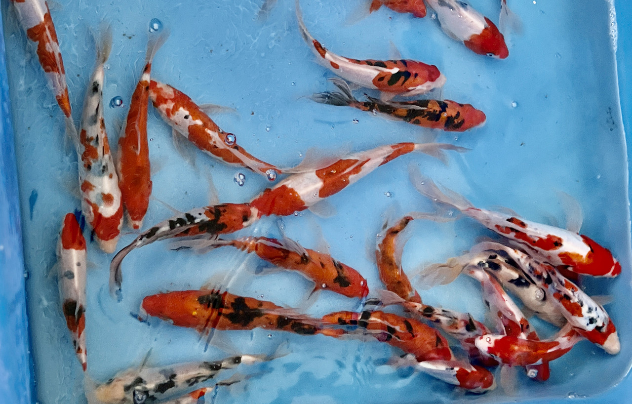 Expert Tips: Why Are My Koi Fish Dying? - Kloubec Koi Farm Store