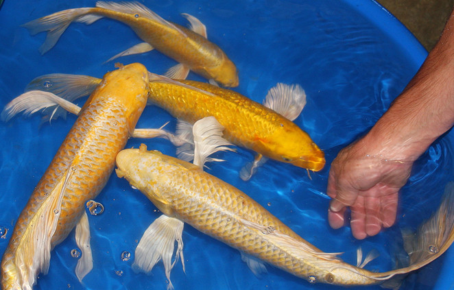 Discover Stunning Butterfly Koi Fish: Care, Colors & More - Kloubec Koi ...
