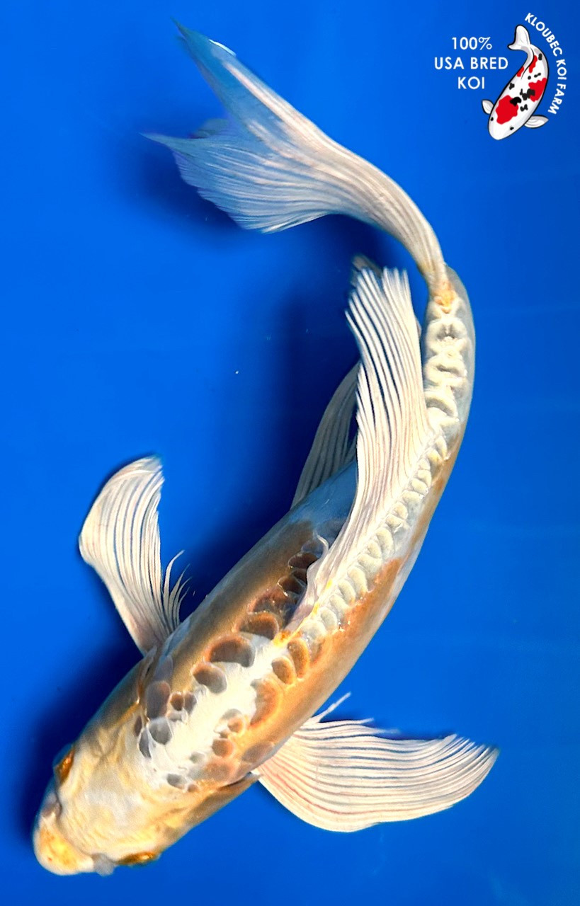 16" Doitsu Kujaku Butterfly Koi (#K227U5) | Kloubec Koi Farm