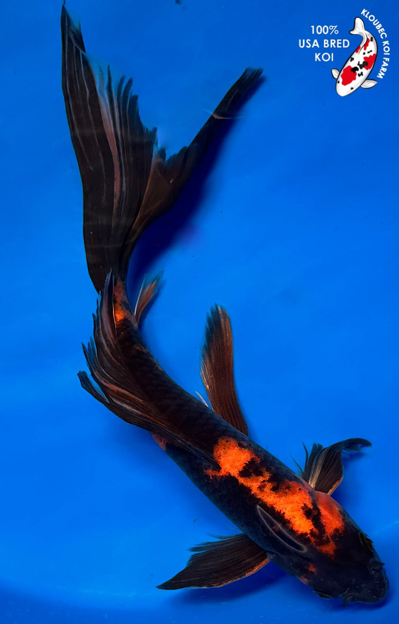 butterfly koi types