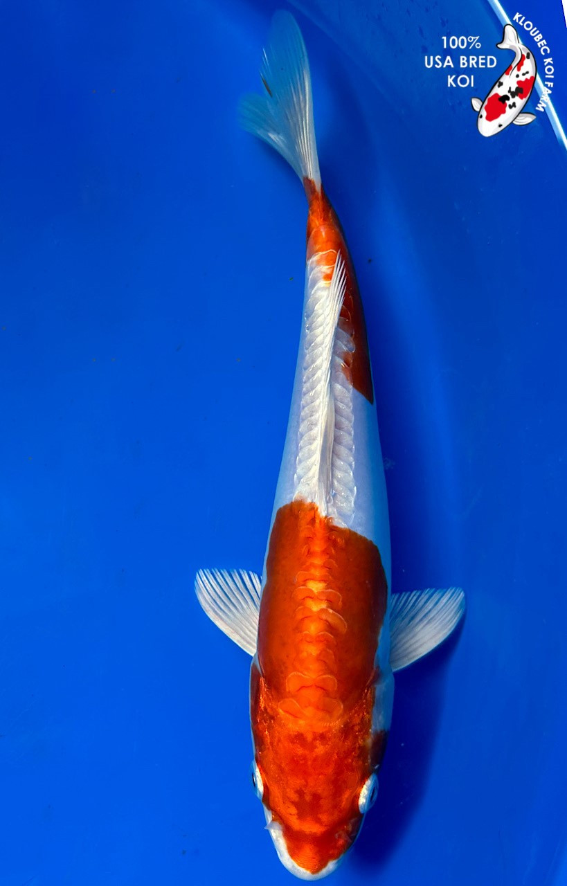 10" Doitsu Hariwake Koi (#K3154U5) | Kloubec Koi Farm