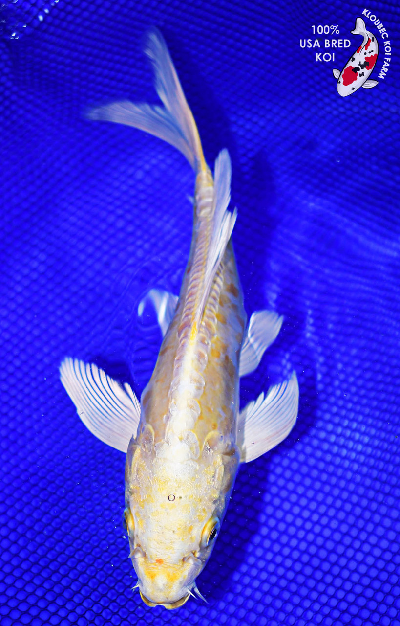 10" Doitsu Yamabuki Ogon Butterfly Koi (#L0113X37) | Kloubec Koi Farm