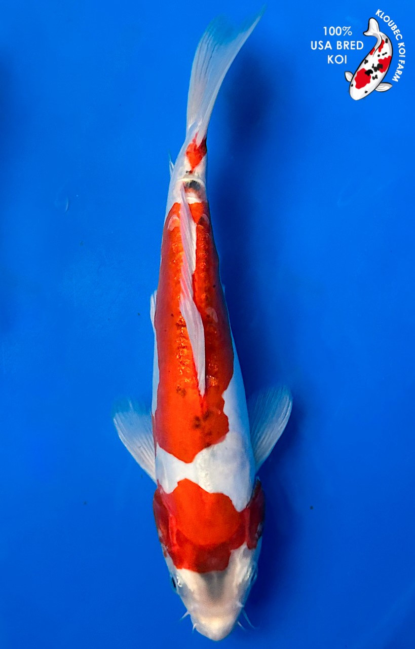 12" Doitsu Goshiki Koi (#K3258U3) | Kloubec Koi Farm