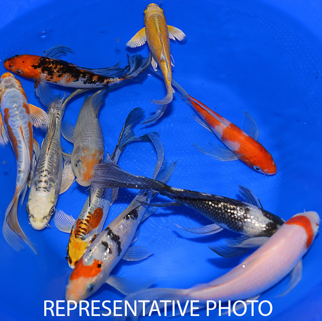 8"-10" Butterfly Koi Assortment - Kloubec Koi Farm Store