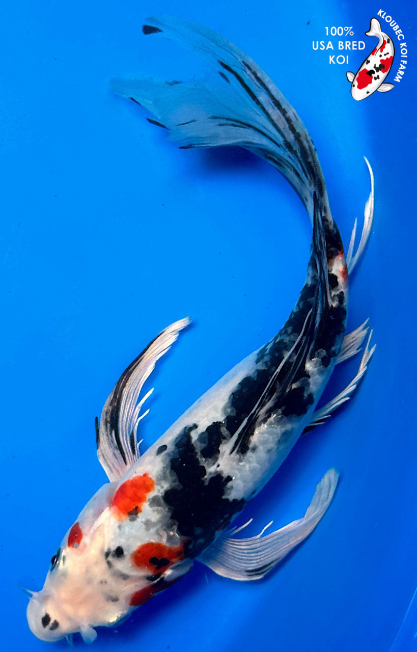 12" Showa Butterfly Koi (#K5189U3)| Kloubec Koi Farm