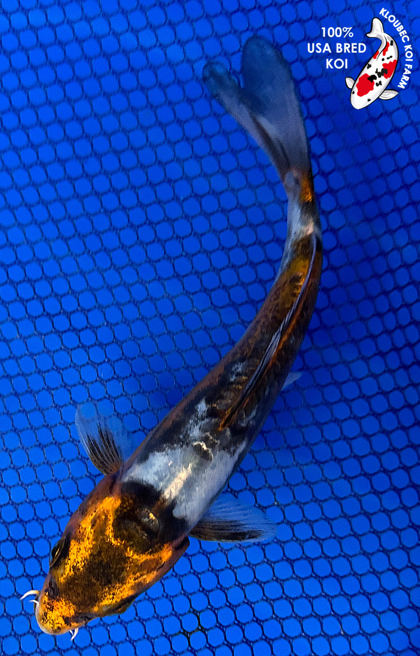 5.5'' Doitsu Koi Fish for Sale | Stunning Scaleless Koi | Kloubec Koi Farm