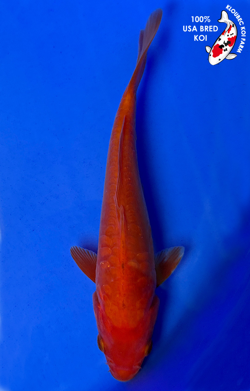 7" Doitsu Benigoi Koi #J12620(X10). Kloubec Koi Farm