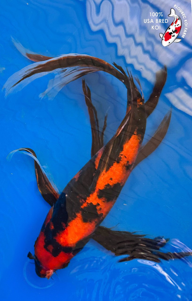butterfly koi types