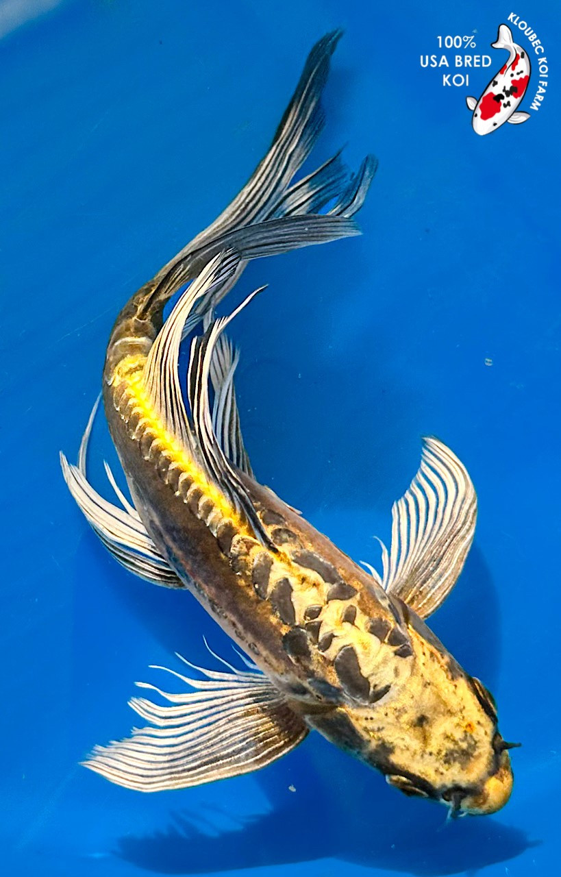 8" Doitsu Nezu Ogon Butterfly Koi #K179(X52). Kloubec Koi Farm